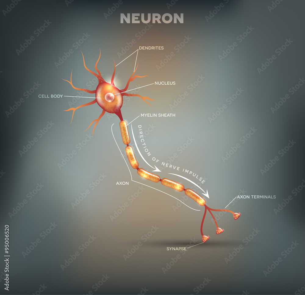 Labeled diagram of the Neuron, nerve cell that is the main part of the ...