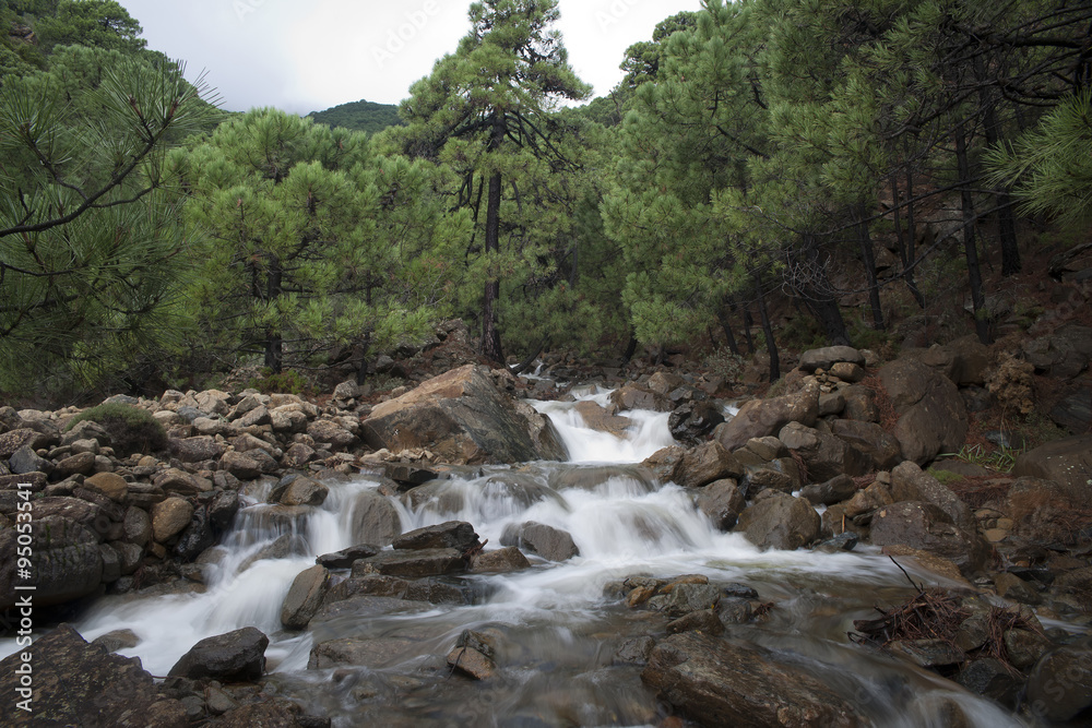 Bosque mediterráneo en el sur de España, Andalucía Stock Photo | Adobe ...