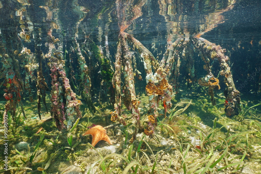 Mangrove tree roots underwater ecosystem Stock Photo | Adobe Stock