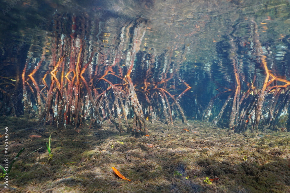 Roots of red mangrove tree underwater with reflection below water ...