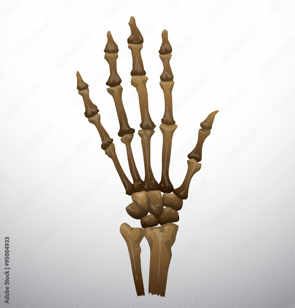 Vector Hand bones. Cartoon image of a light brown skeleton hands on a ...