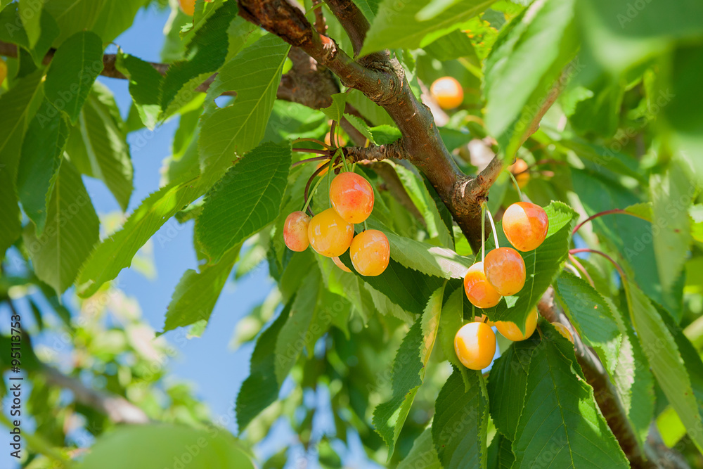 Kirschbaum Stock-Foto | Adobe Stock
