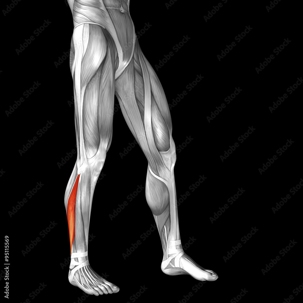 Conceptual 3D human front lower leg muscle anatomy Stock Illustration ...