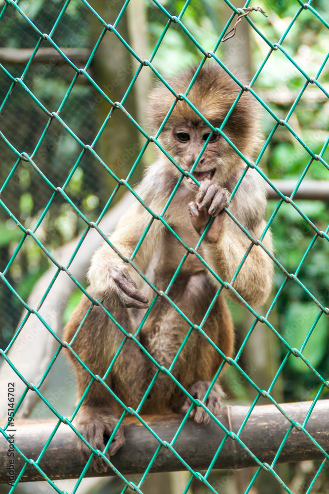 Capuchin monkey in Amazon Animal Orphanage Pilpintuwasi in village ...