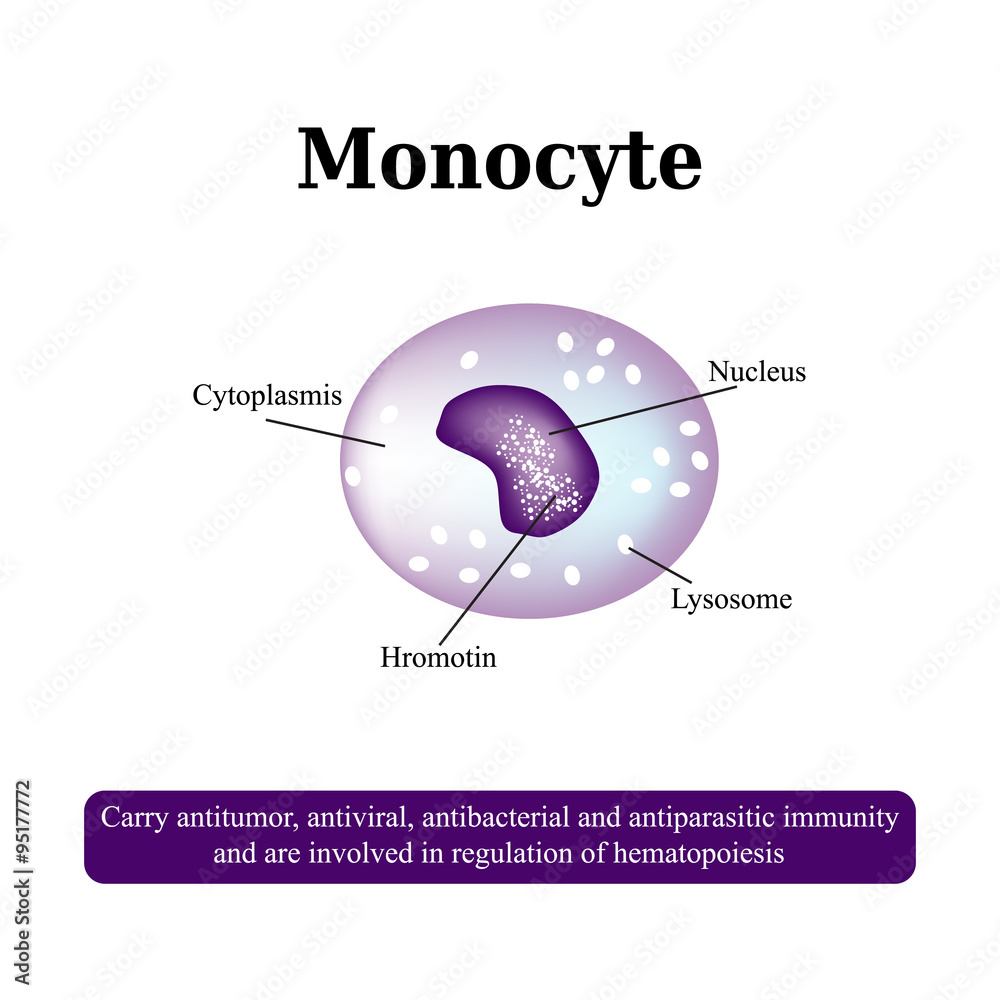 The anatomical structure of monocytes. Blood cells. Vector illustration ...