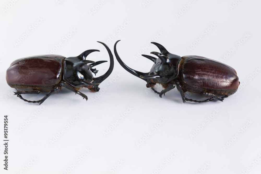 Uncommon and rare stuffing five horns beetles remains on white ...
