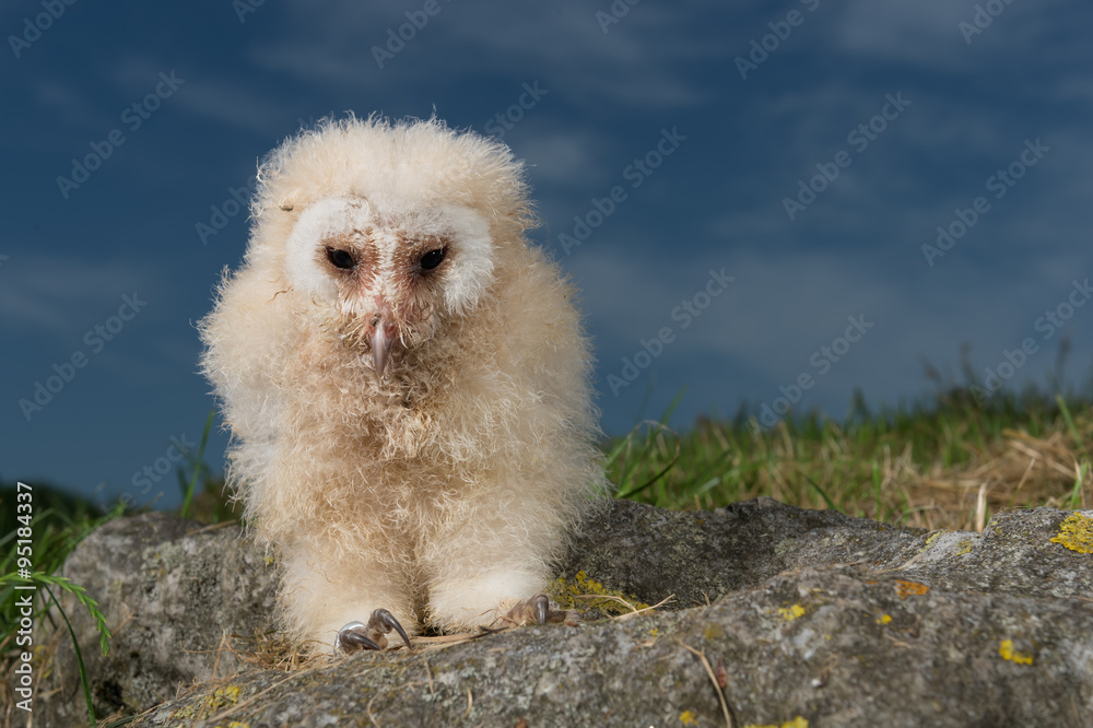 bebe Chouette Effraie Photos | Adobe Stock