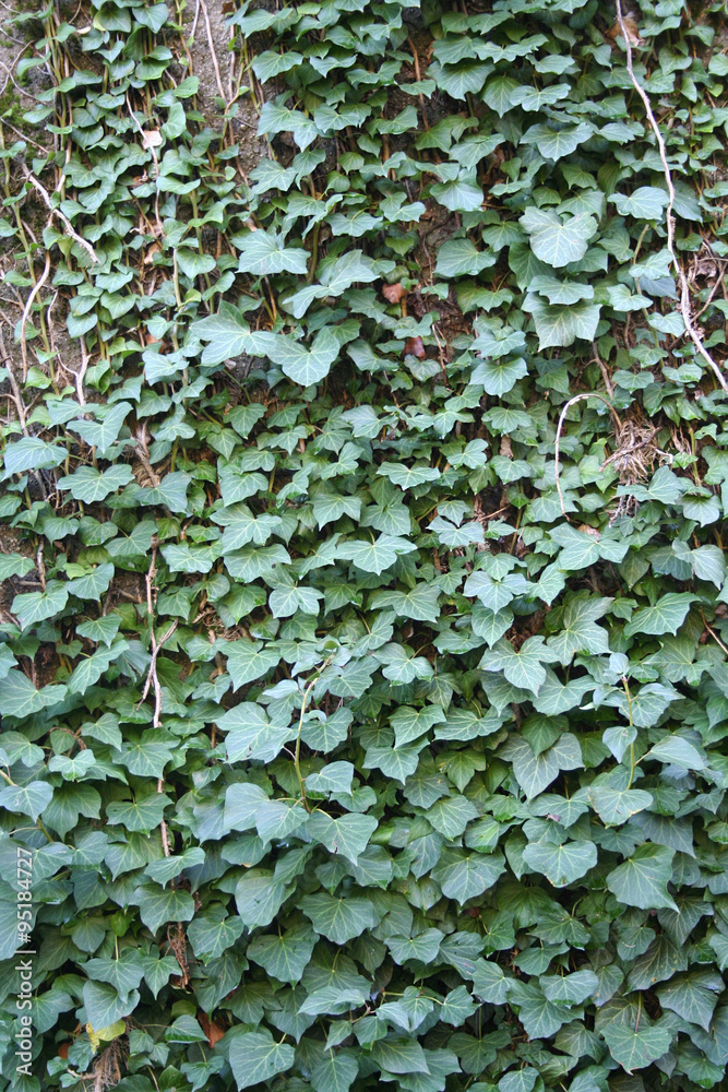 edera rampicante su muro Stock Photo | Adobe Stock