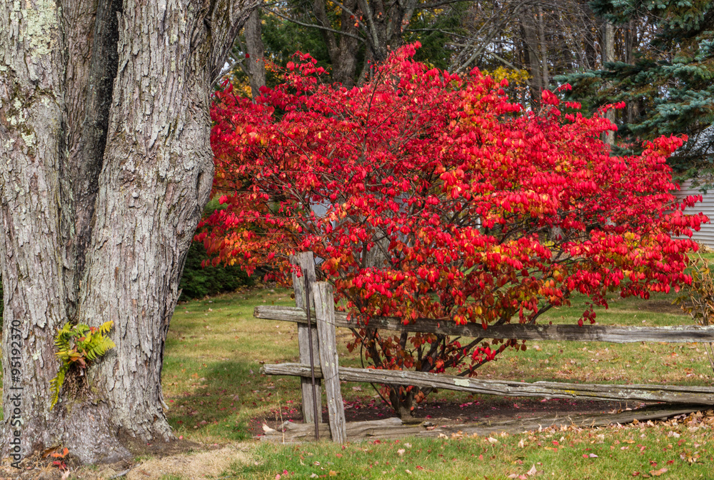 bright red Burning Bush in full fall color against split rail fence ...