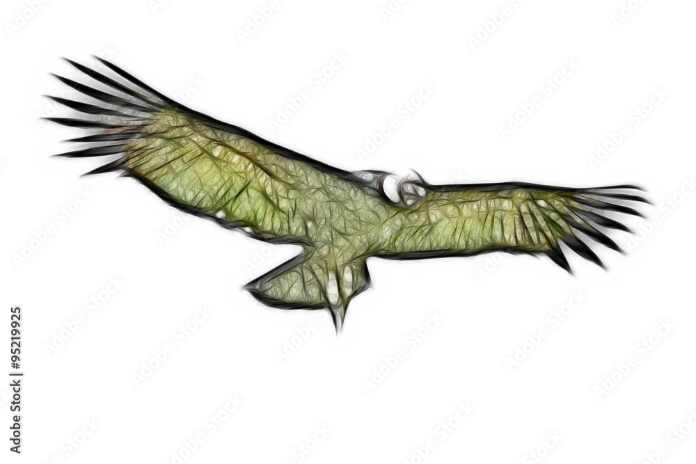 Andean Condor Isolated Stock Illustration | Adobe Stock