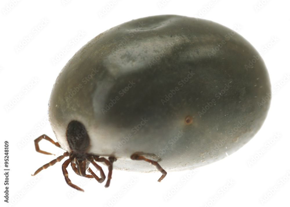 vollgesaugte Zecke Stock Photo | Adobe Stock