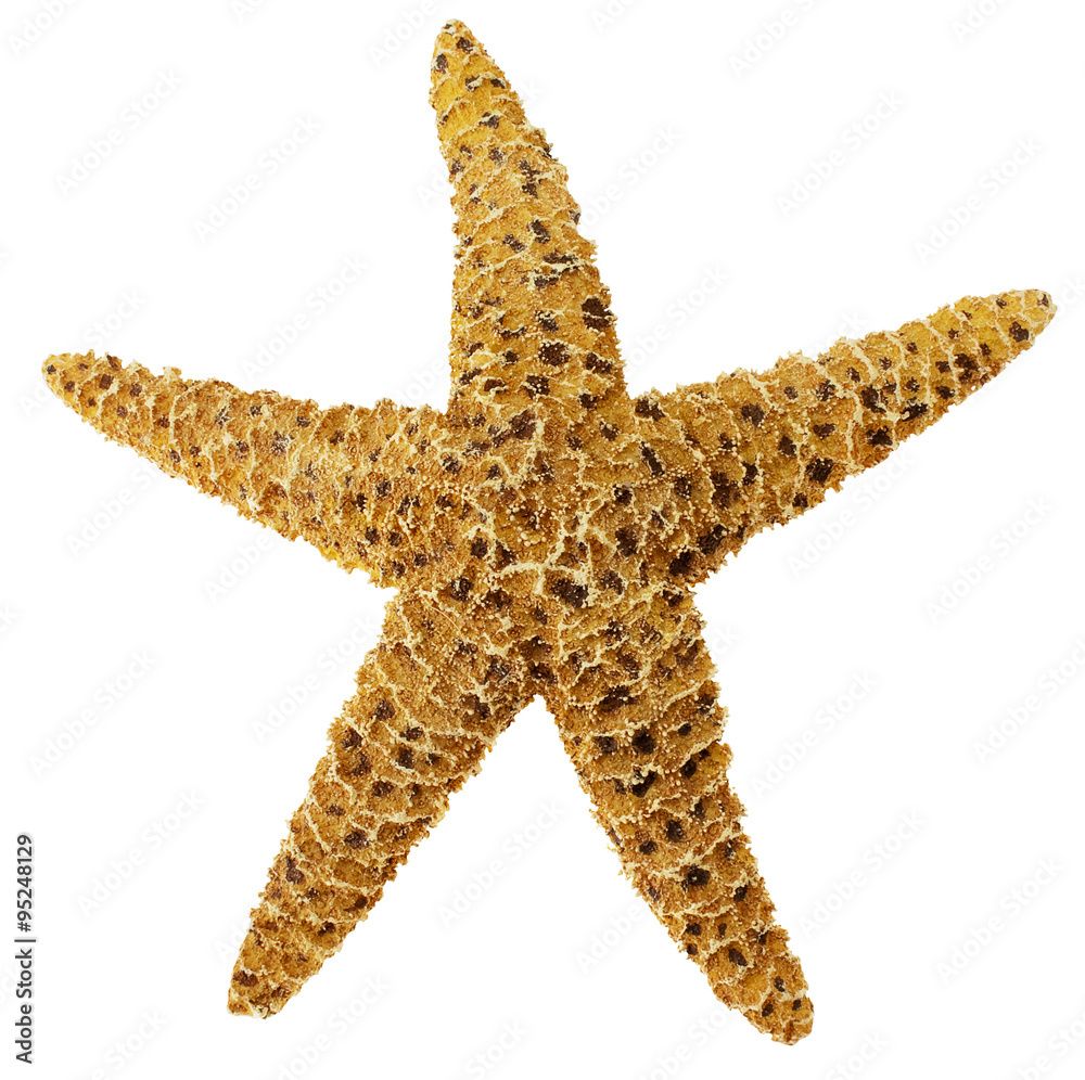 echter Seestern Stock-Foto | Adobe Stock