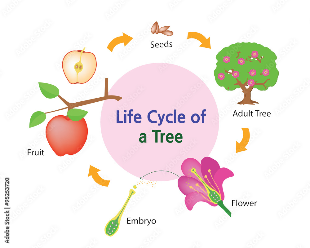 This picture shows the life cycle of a tree. Stock Vector | Adobe Stock