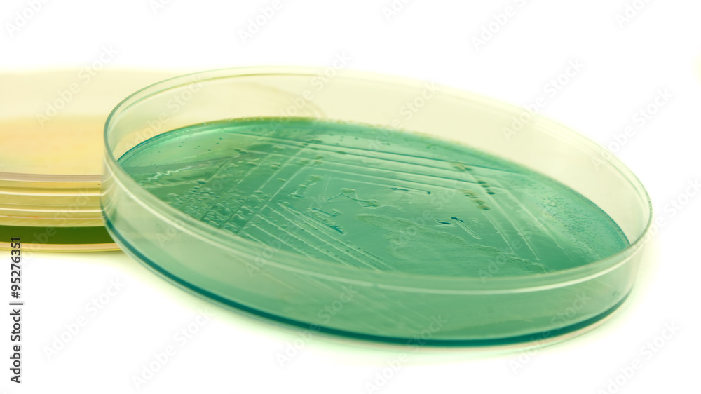 Escherichia Coli bacteria on Cled agar petri dish isolated on white ...