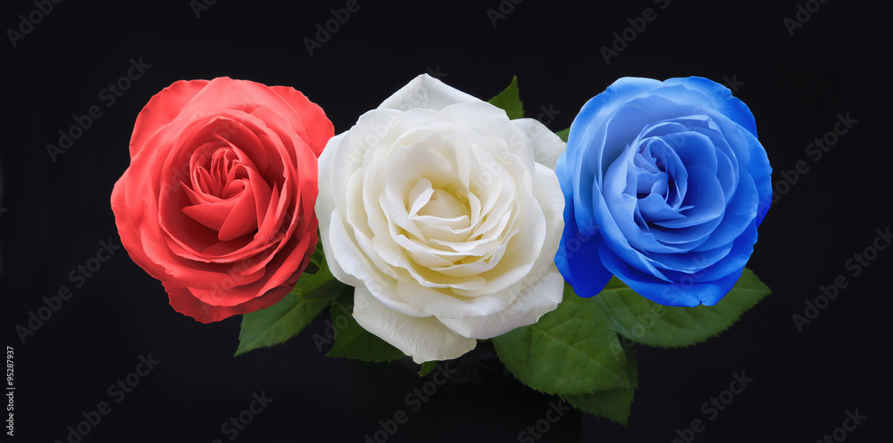 Symbolic Red White and Blue Roses - three rose heads in red white and ...