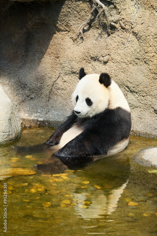 Panda In Water