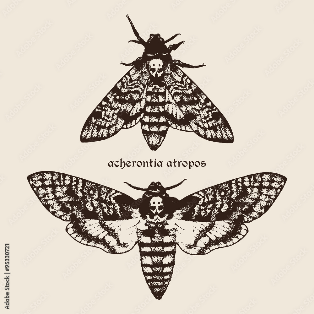 Vector hand drawn Deaths head hawk moths illustration. Signature is the ...