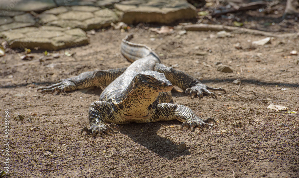 Asian water monitor Stock Photo | Adobe Stock