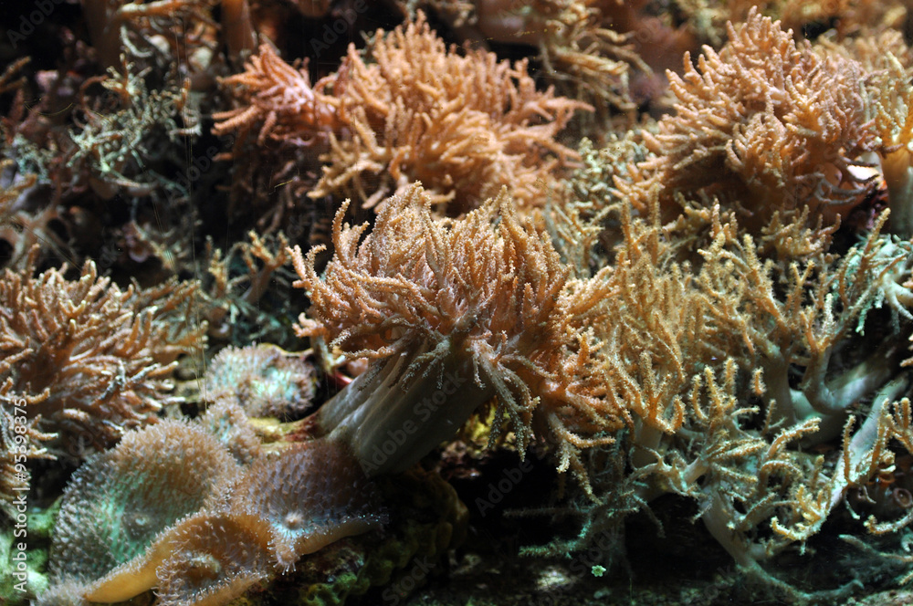 Branching sponge weed and seaweed Stock Photo | Adobe Stock