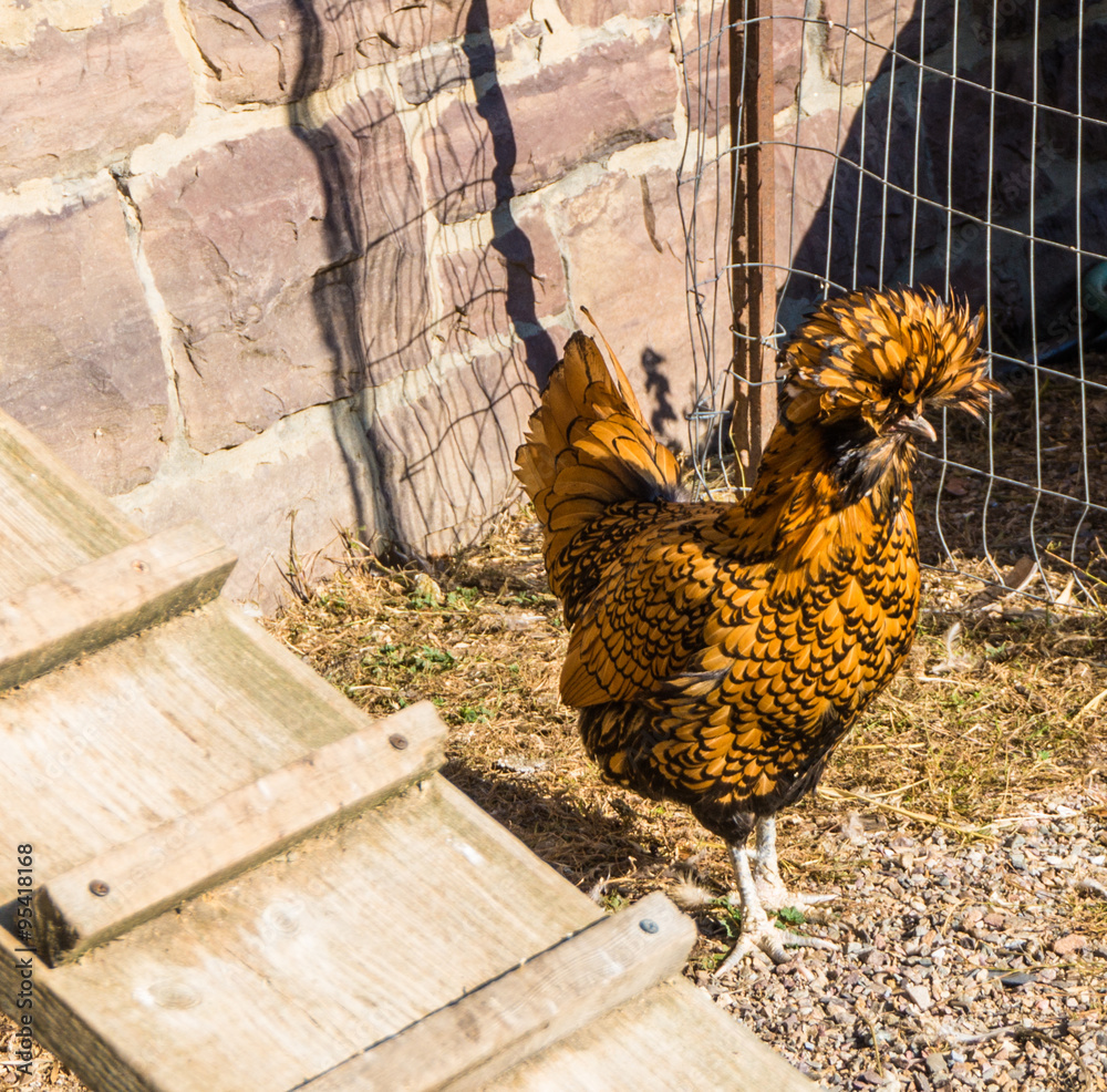 Golden Polish Rooster