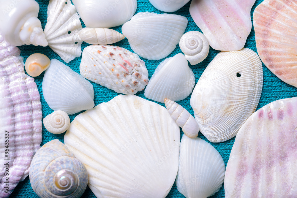 Scattered sea shells Stock Photo | Adobe Stock