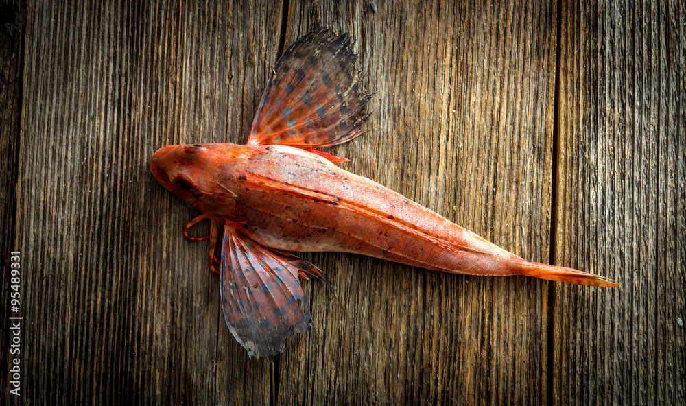 Fresh red gurnard fish Stock Photo | Adobe Stock
