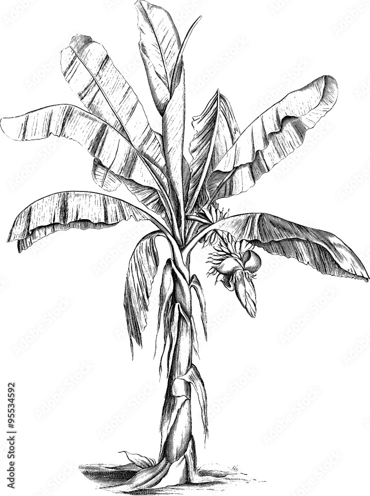 Banana Tree Pencil Drawing