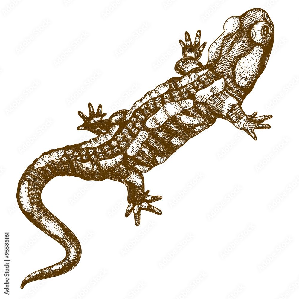engraving illustration of salamander Stock Vector | Adobe Stock