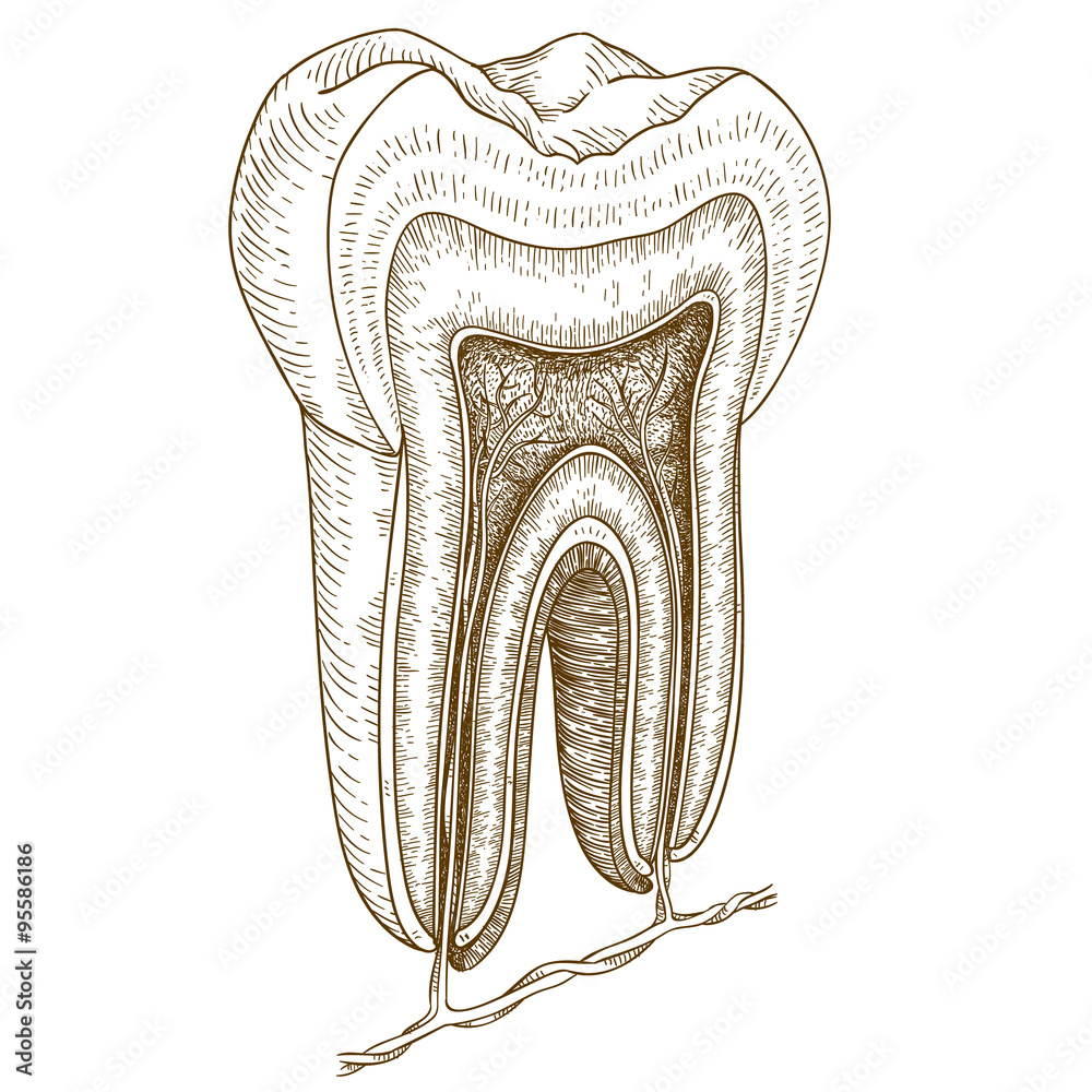 engraving illustration of human tooth structure Stock Vector | Adobe Stock