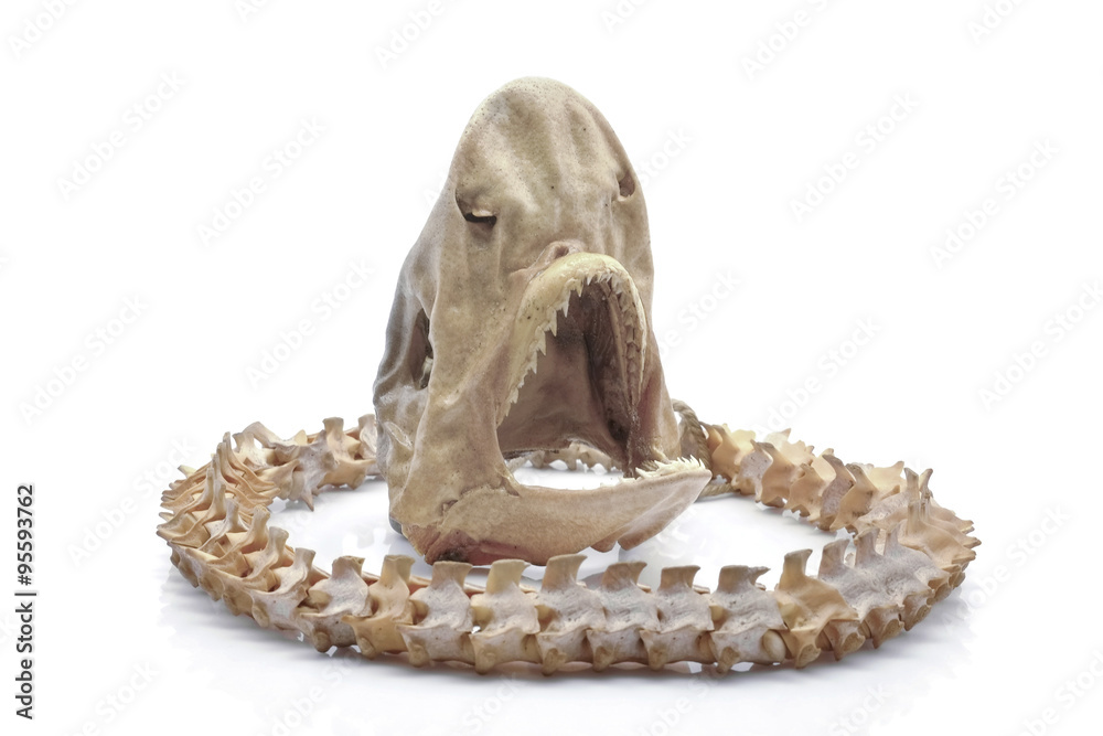 Head of shark/Head of a real juvenile shark with backbone of snake ...