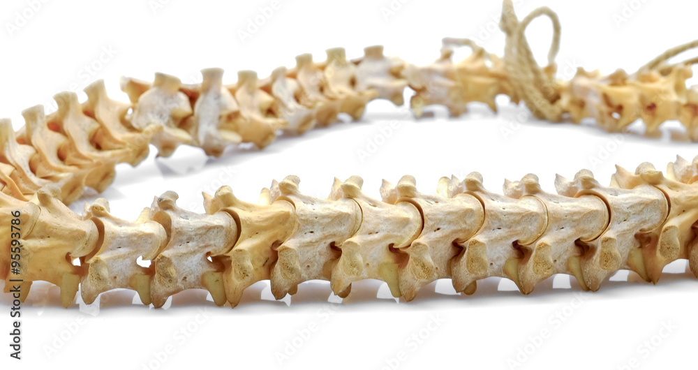 Backbone of snake/Backbone of snake on white background. Stock-Foto ...