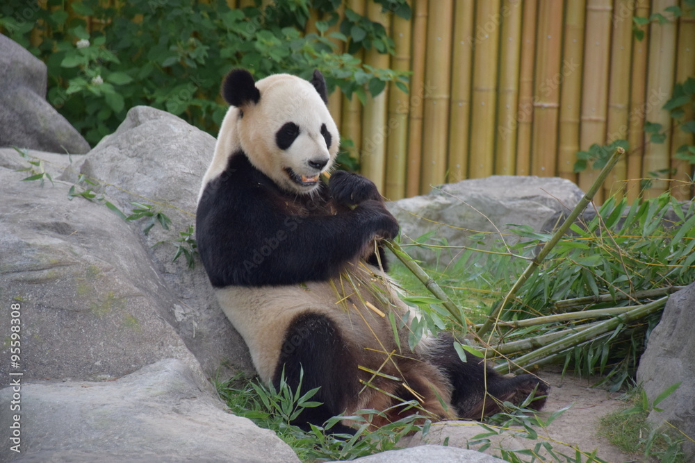 Panda at the Metro Toronto Zoo Stock Photo | Adobe Stock