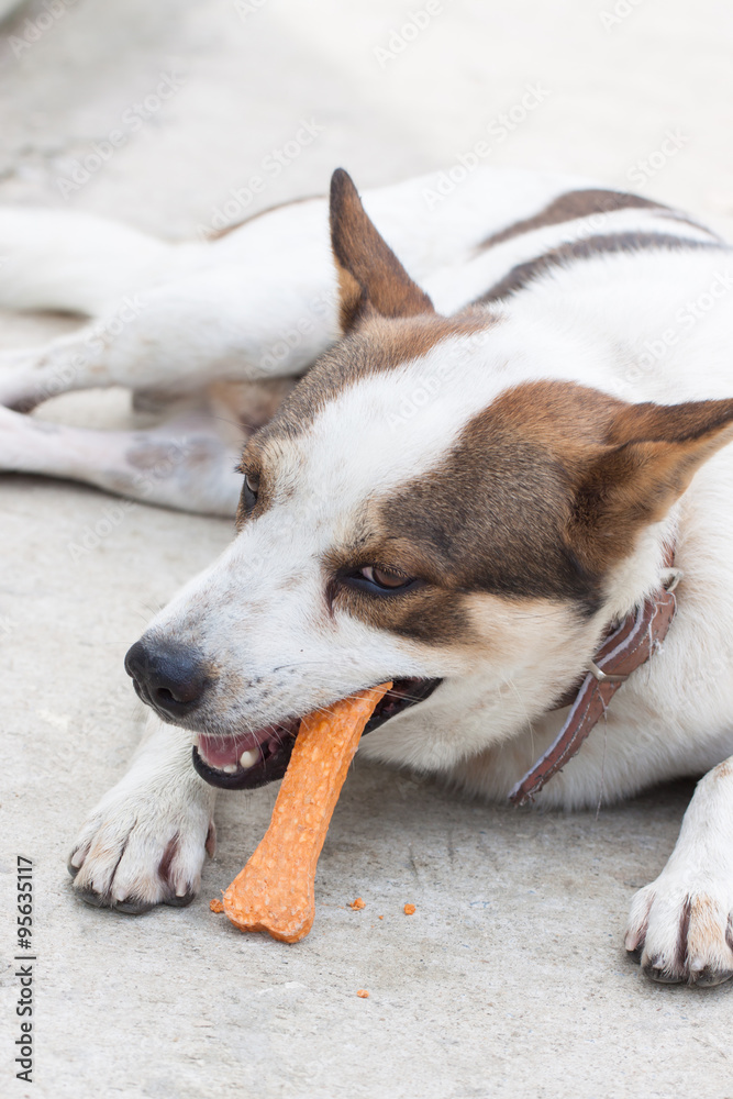 Fake dog bone Stock Photo | Adobe Stock