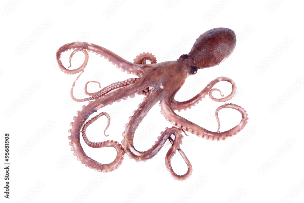 The octopus Stock Photo | Adobe Stock