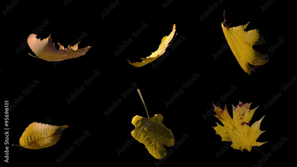 Falling Fall autumn yellow leaves flowing on wind and rotating in slow ...