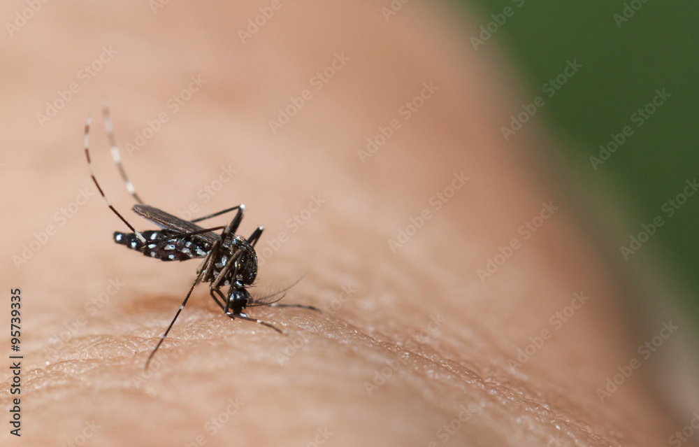 Aedes mosquito have noticeable white and black on their body and legs ...