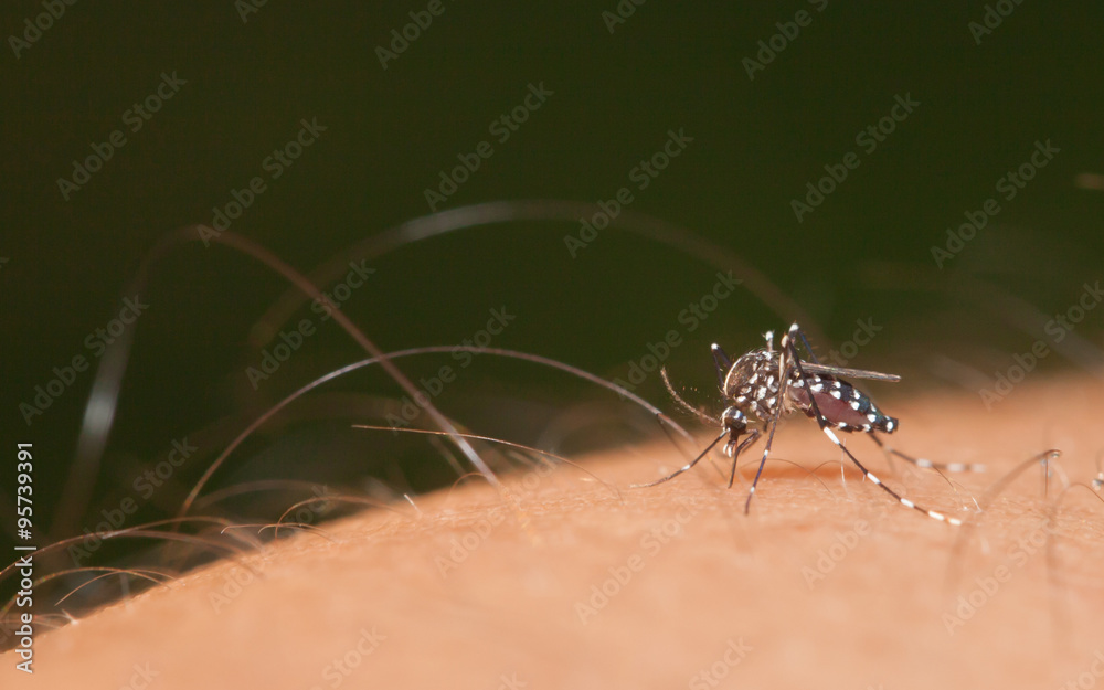 Aedes mosquito have noticeable white and black on their body and legs ...
