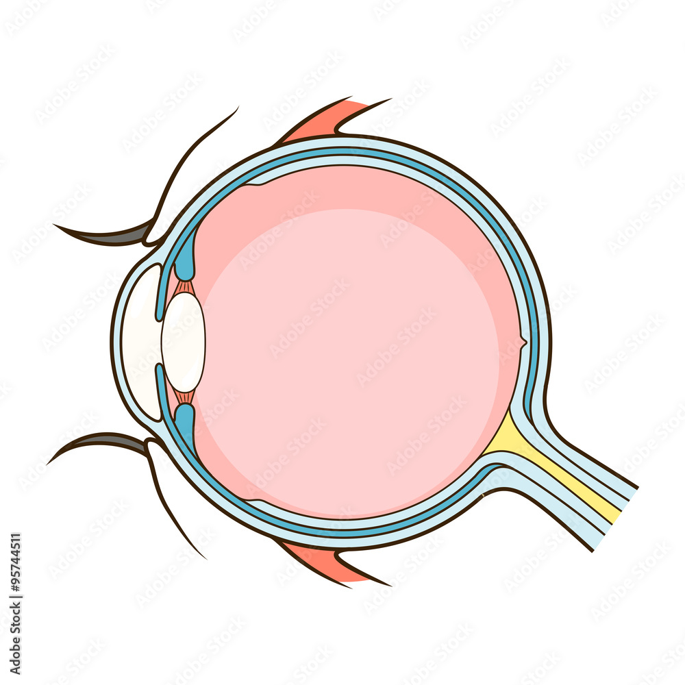 Human eye structure scheme vector Stock Vector | Adobe Stock