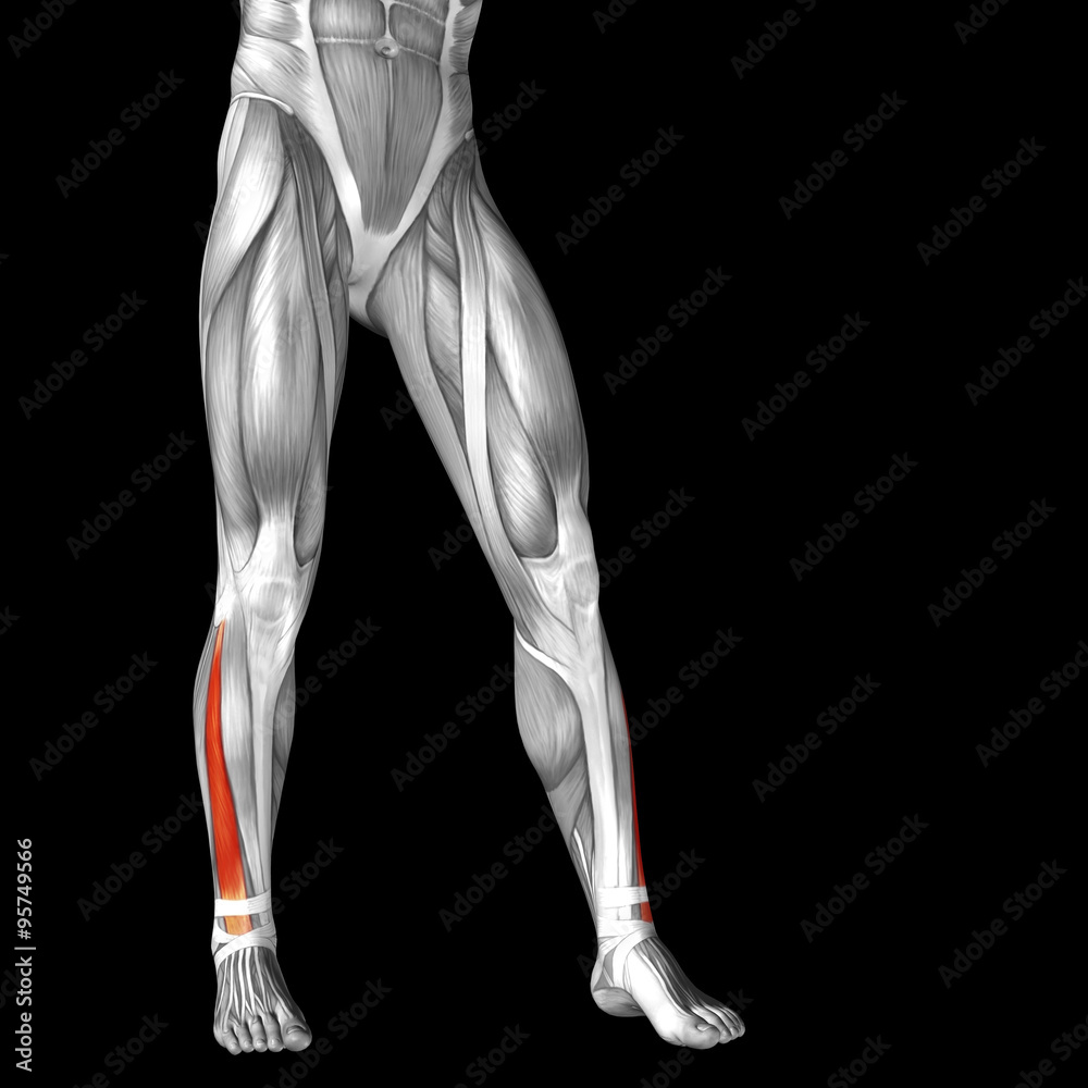Conceptual 3D human front lower leg muscle anatomy Stock Illustration ...
