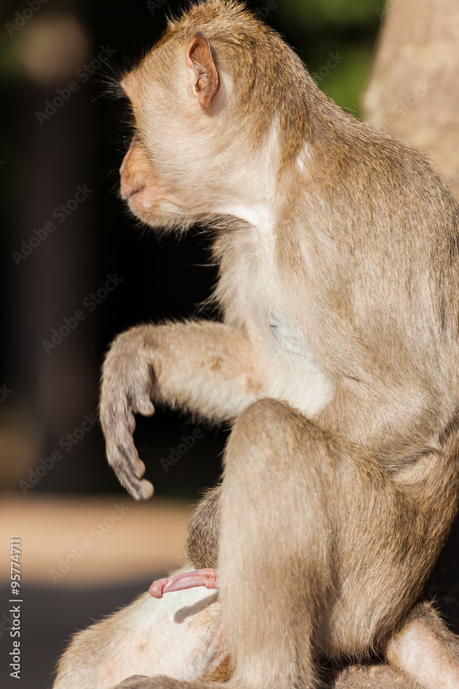A rhesus monkey with an erect penis. Stock Photo | Adobe Stock