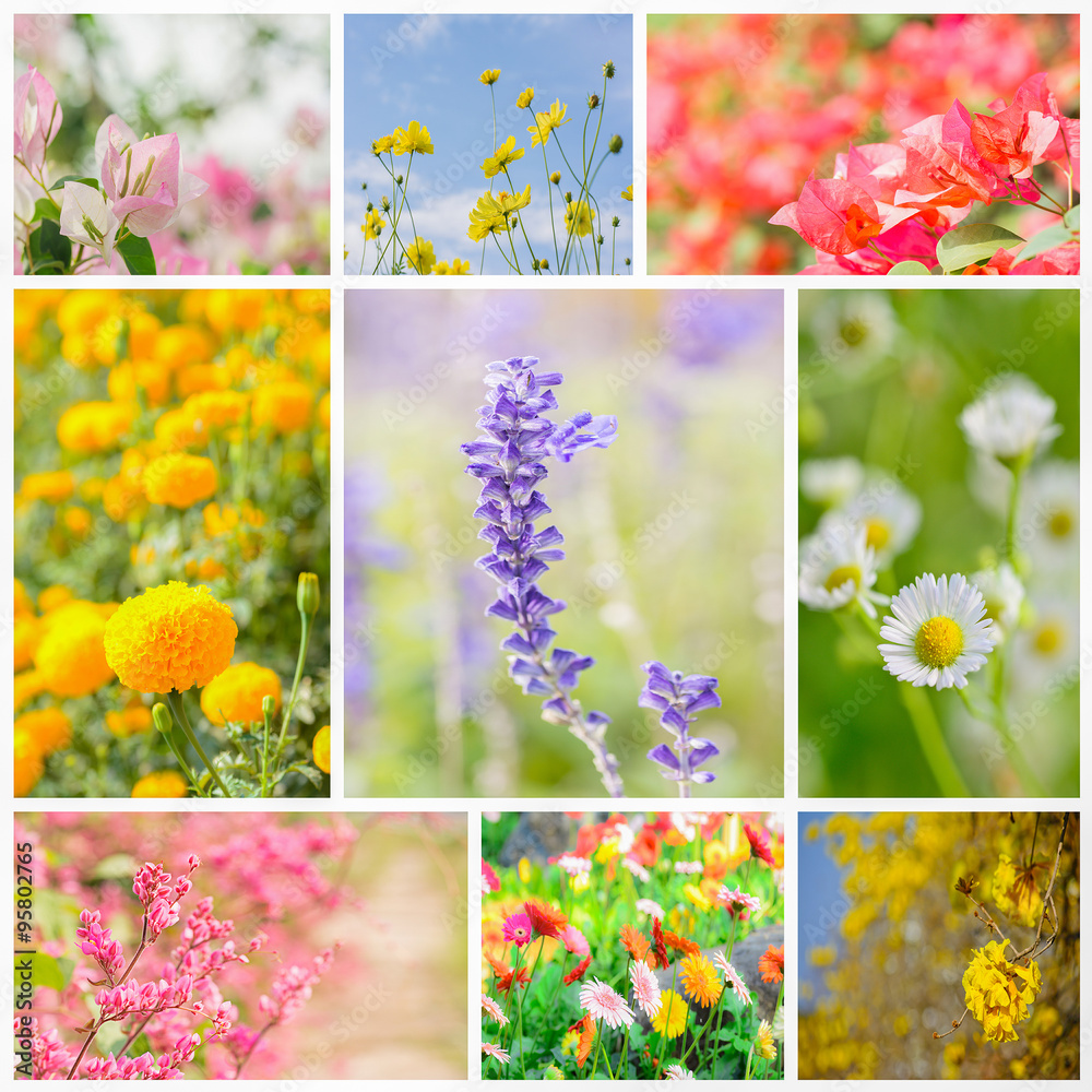 Beautiful and colorful flowers collage. Stock-Foto | Adobe Stock