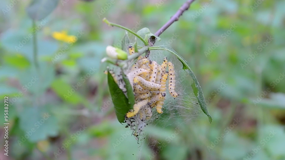 vermin plant pests (cocoon worms) eat green leafs on the oak tree in ...