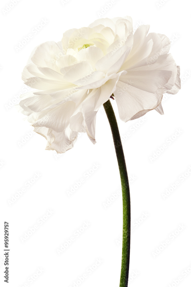 Ranunculus Isolated on a Pure White Background Stock Photo | Adobe Stock