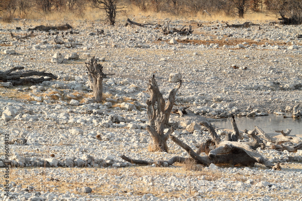 Die Savanne im Etoscha Nationalpark in Namibia foto de Stock | Adobe Stock