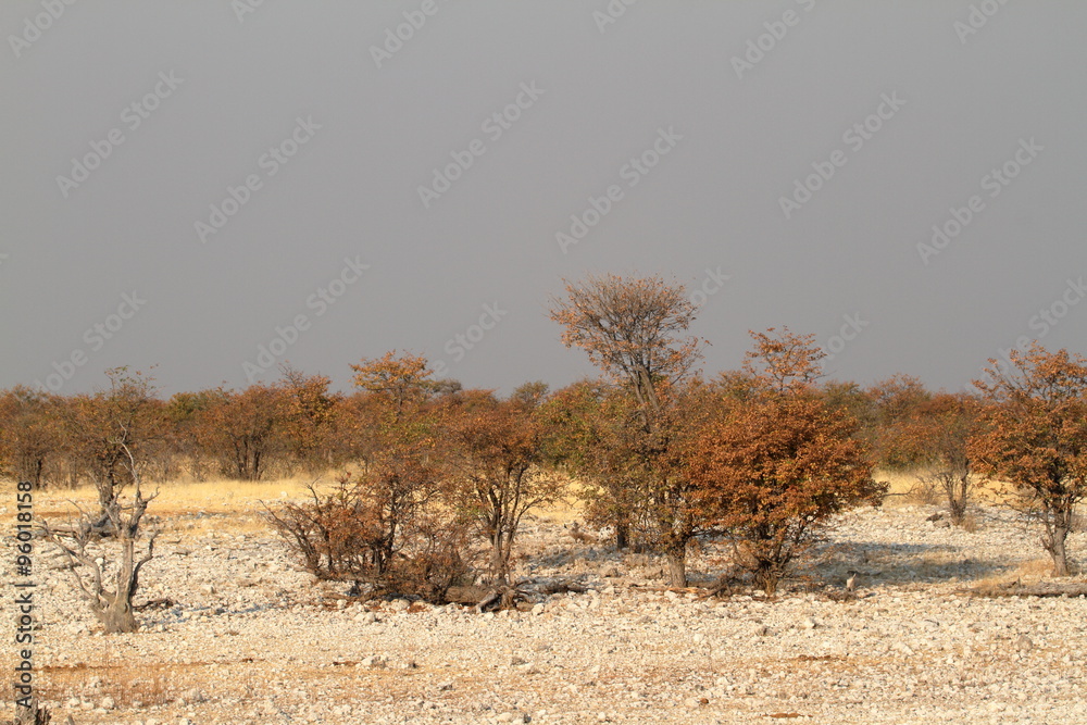 Die Savanne im Etoscha Nationalpark in Namibia Stock Photo | Adobe Stock