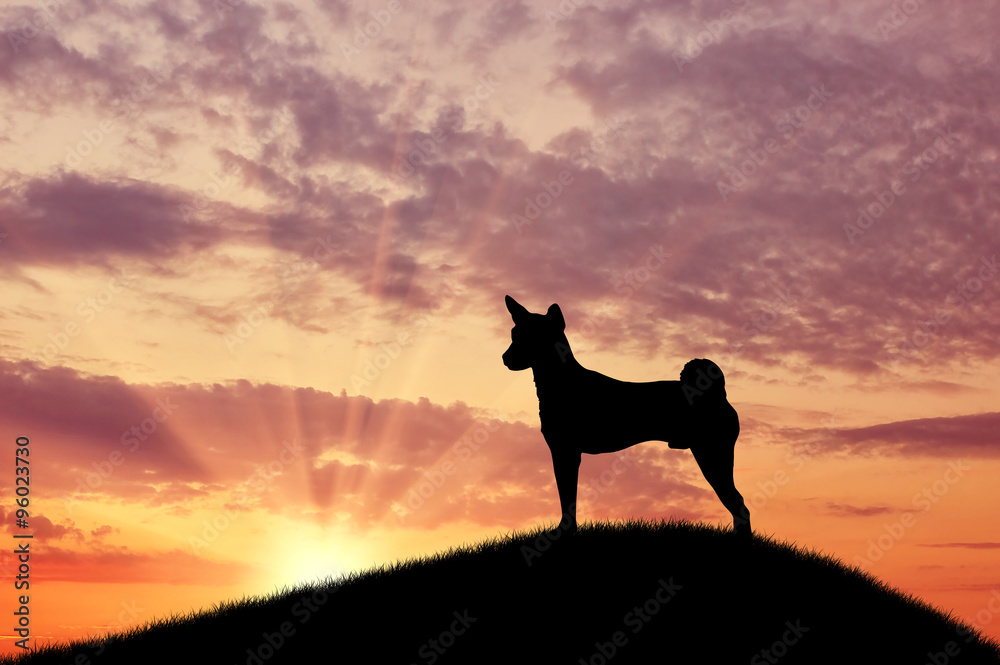 Silhouette of a dog Stock Photo | Adobe Stock