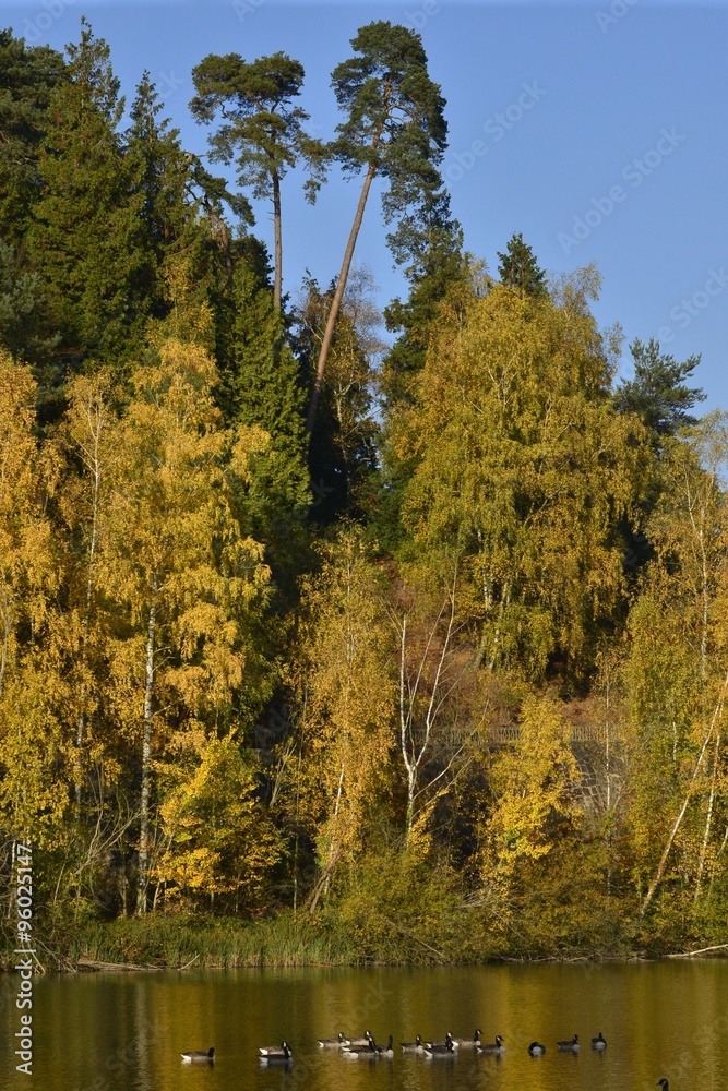 Canards géants devant une nature dorée à l'étang sauvage de la Ferme au ...