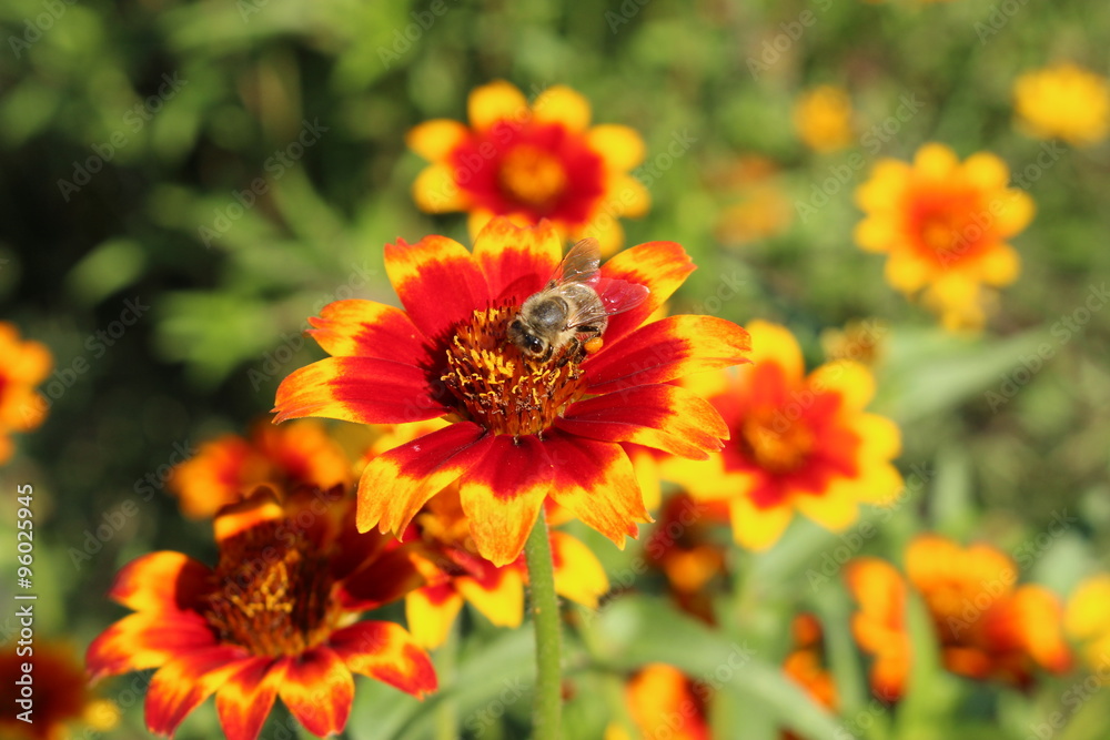 Red, orange and yellow "Mexican Zinnia" flowers in Munich, Germany. Its ...