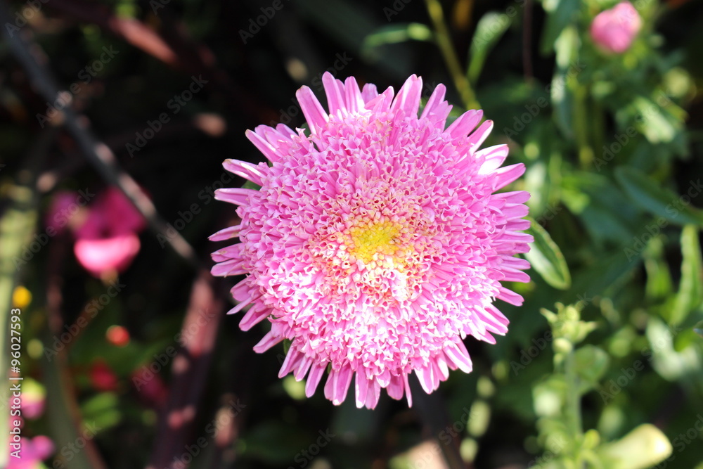 National Flower Of Germany Picture | Best Flower Site