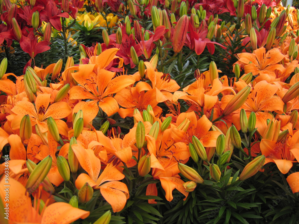 Orange Easter Lilies Stock Photo | Adobe Stock